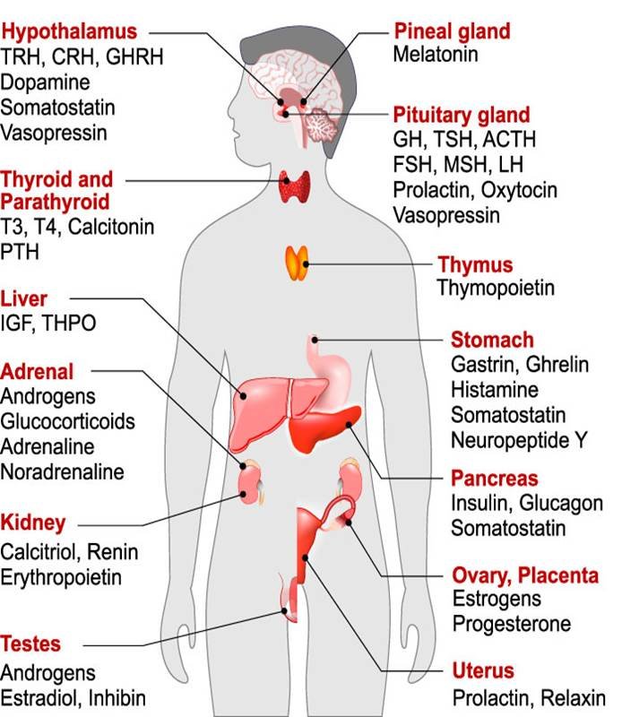 Endocrine System – Great Earth Vitamins & Wellness Center